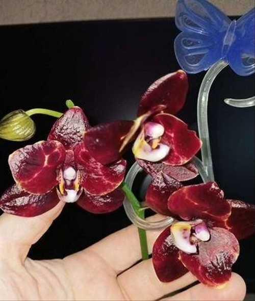Орхидея фаленопсис Black Snake