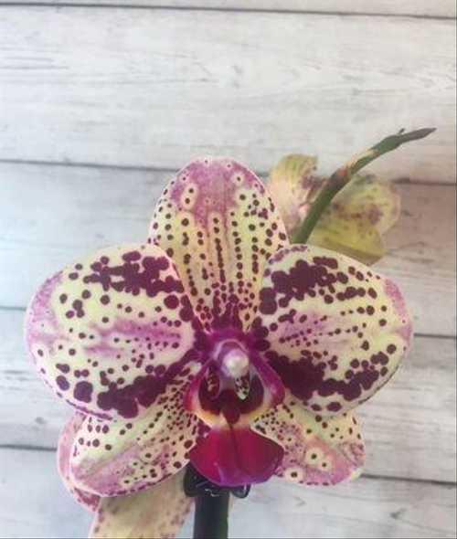 Орхидея фаленопсис frontera