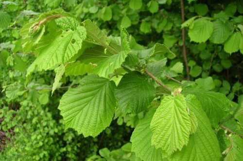 Лещина обыкновенная (Corylus avellana)