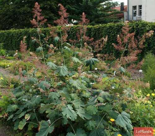 Маклейя, дармера щитовидная, белокопытник