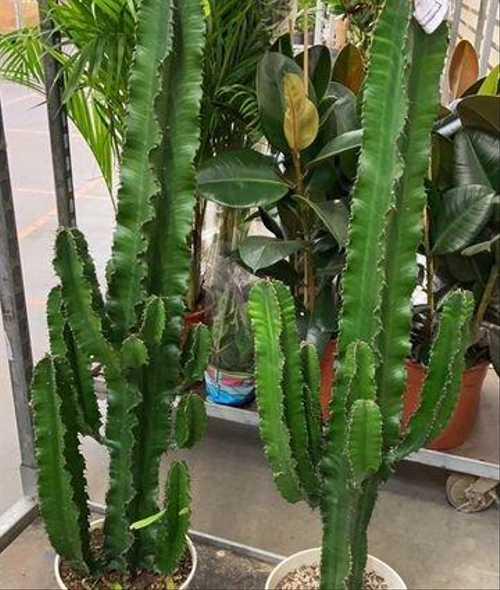 Молочай кактус Эуфорбия Н 120 см