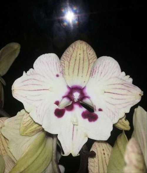 Орхидея фаленопсис бабочка биг лип