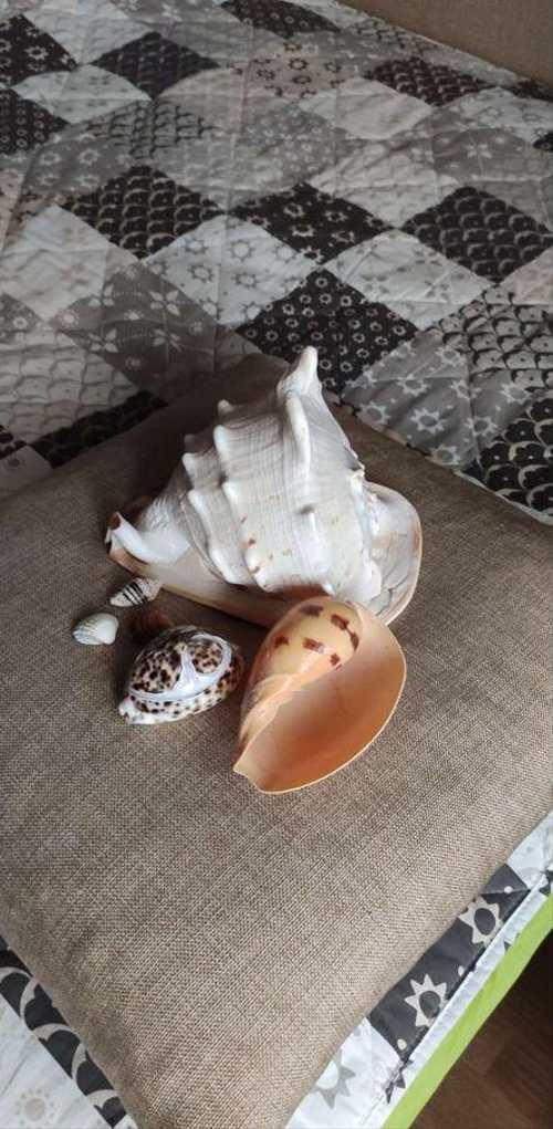 Морские раковины, ракушки