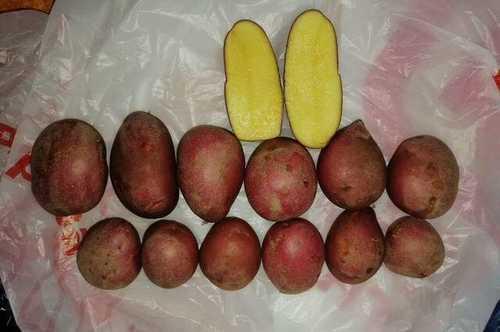Картофель семенной оптом