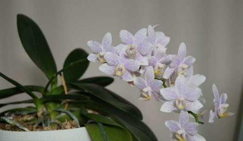 Орхидея фаленопсис замбия phal little star