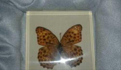 Продам сувенир: бабочка в смоле