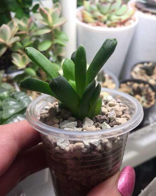 Хавортия Truncata var. Maughanii