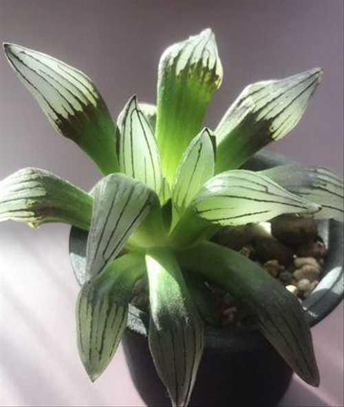 Haworthia ISI atrofusca mutant