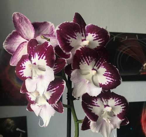Орхидея фаленопсис биг лип Tinkerbell Kizz