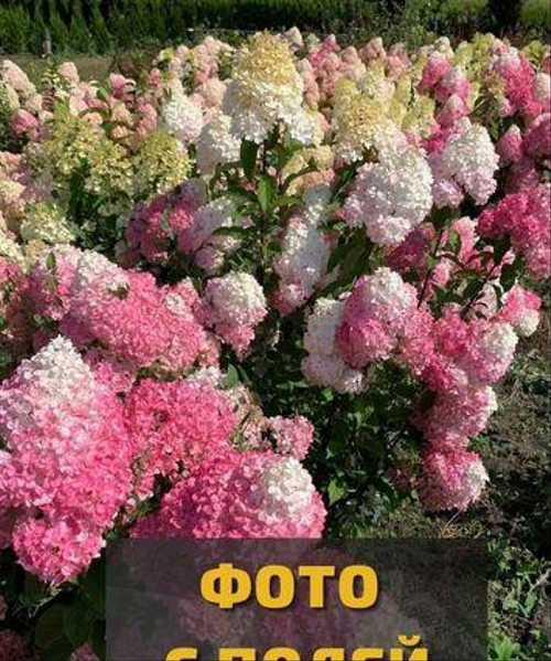 Многолетние цветы гортензия