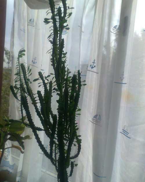 Молочай (Euphorbia)