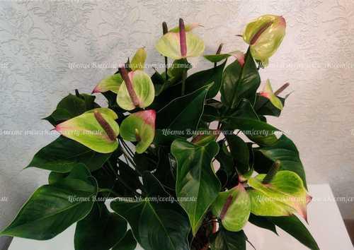 Антуриум Ягуар Грин Anthurium Jaguar Green гигант