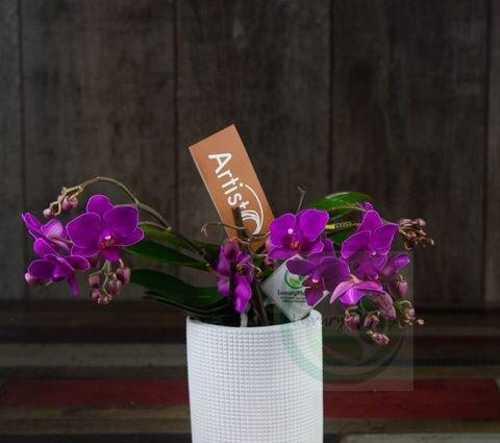 Орхидея Фаленопсис "Artisto" фиолетовая