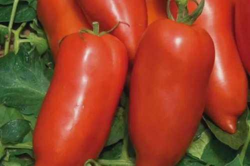 Супер томат Корнабель Ф2, Фаворита Ф2