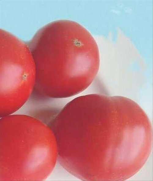 Семена безрассадного томата Ондер Турция