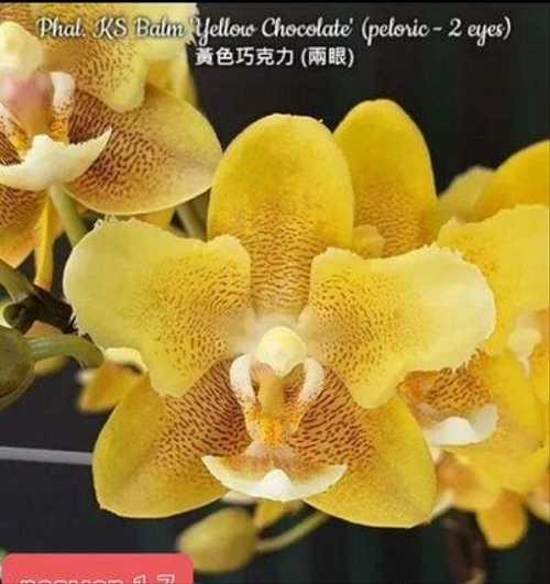 Орхидея ароматная Жёлтый шоколад размер 2,5