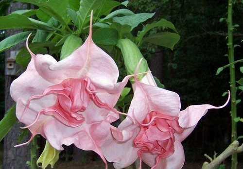 Brugmansia-Бругмансия махровая розовая