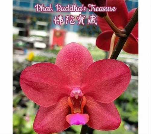 Орхидея фаленопсис (азиатские подростки)