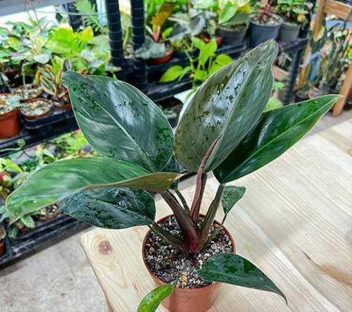 Филодендрон Рохо Конго, Philodendron Rojo Congo