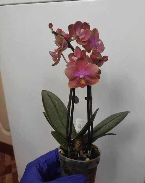 Орхидея dusty belle