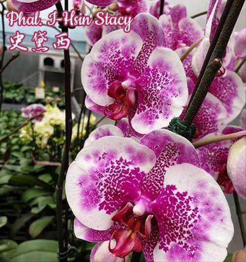 Орхидея Phal. I-Hsin Stacy в наличии