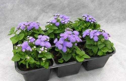 Агератум "Голубая норка"