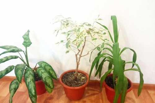 Комнатные растения