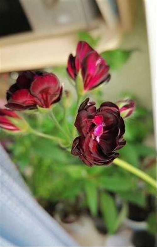 Пеларгония плющелистная Royal Black Rose