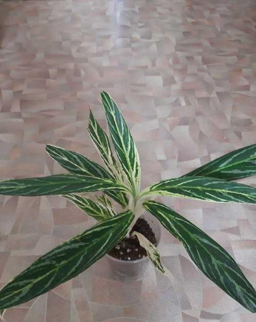 Аглаонема