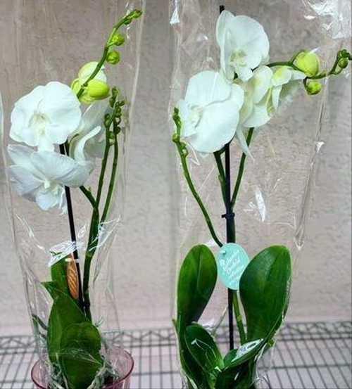 Белоснежная орхидея биг лип