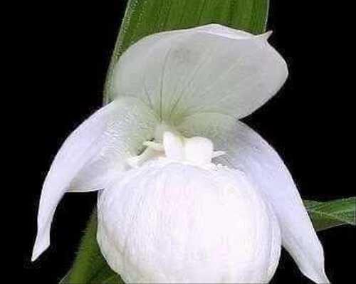 Садовая орхидея (циприпедиум, венерин башмачок)