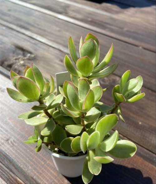 Толстянка крассула атропурперея Crassula atropurpu
