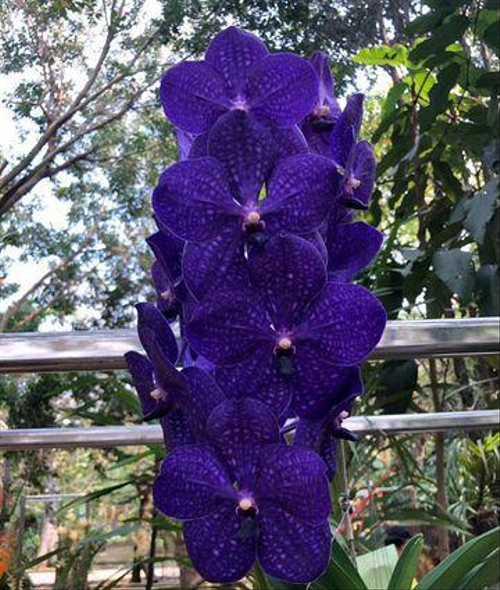 Vanda Pachara delight гибрид
