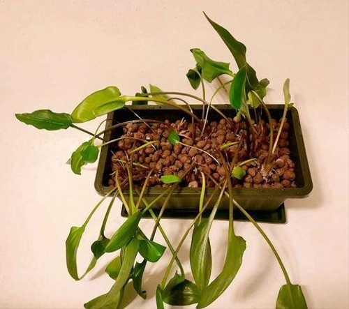 Растения домашние дримиопсис авокадо