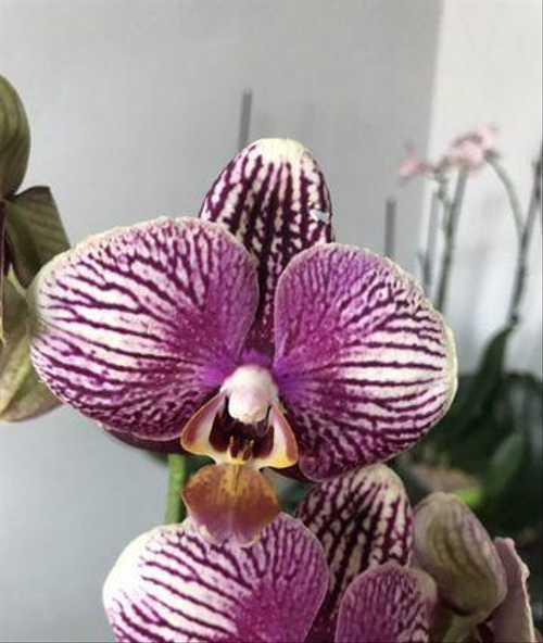 Орхидея фаленопсис phantom