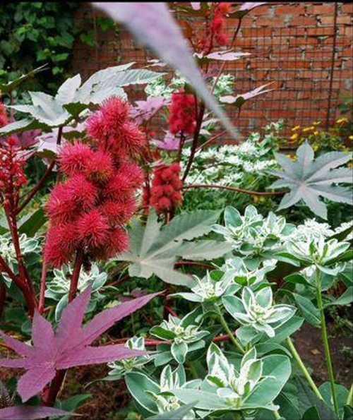 Клещевина саженцы