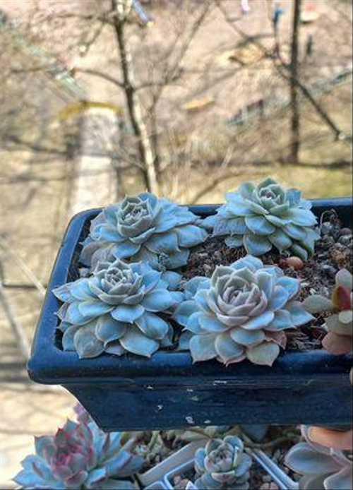Суккуленты Echeveria Onslow