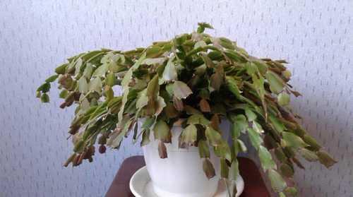 Зигокактус (декабрист) - комнатное растение