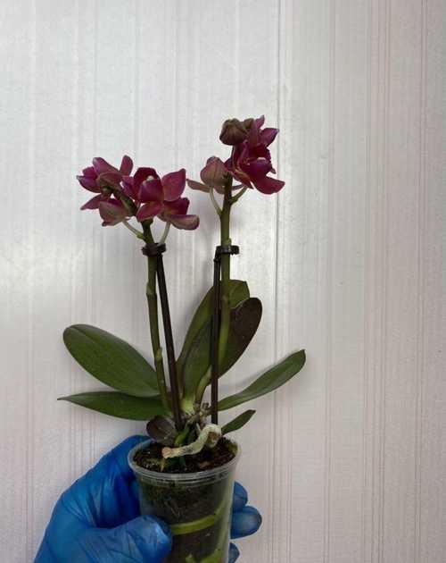 Орхидея Phal. Tying Shin Smart ThreeLips (пелорик)