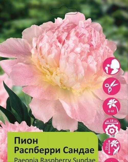 Цветок Пион травянистый Распберри Сандае 1шт в меш