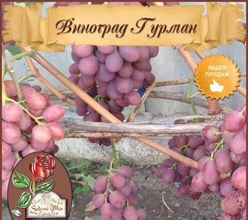 Саженцы Виноград Гурман