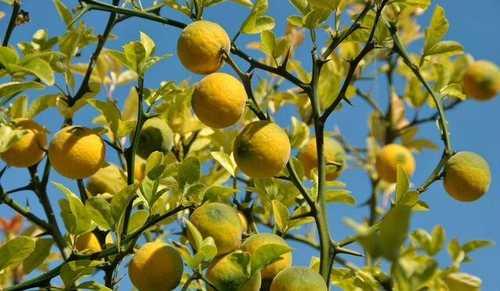 Саженцы понцирус трехлисточковый 1л северный лимон