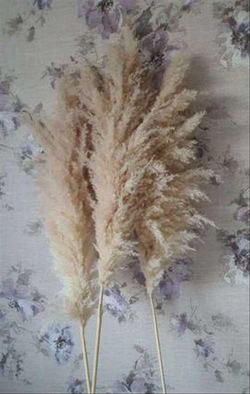 Пампасная трава кортадерия