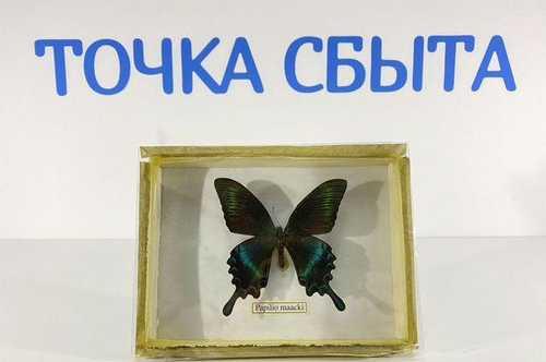 Бабочка в рамке Papilio maacki Парусник Маака