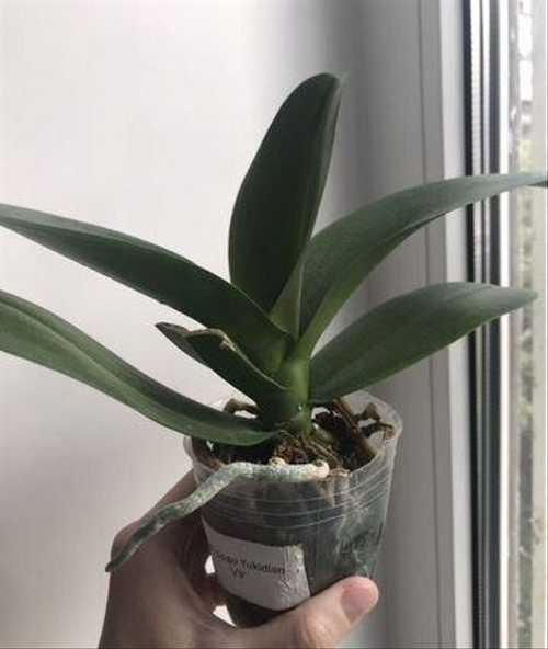 Орхидея фаленопсис P. Sogo Yukidian