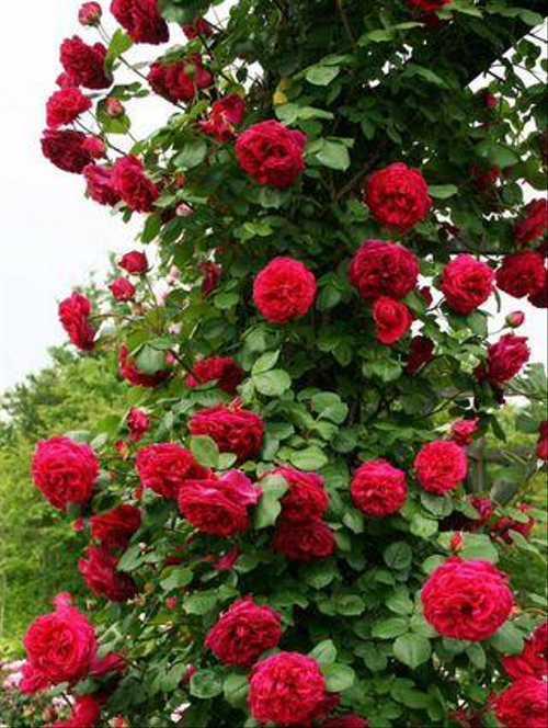 Розы неукрывные чайные разного цвета