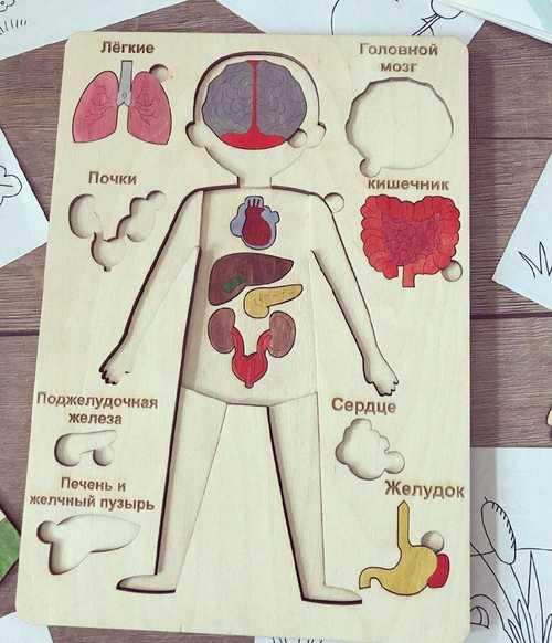 Развивающий обучающий пазл анатомия человека