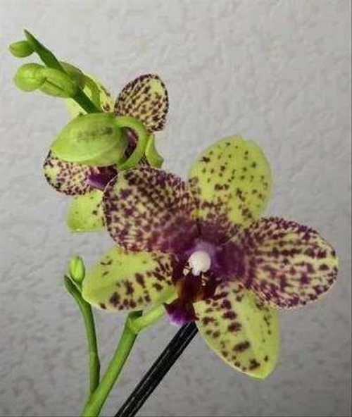 Орхидея фаленопсис Wild Geel