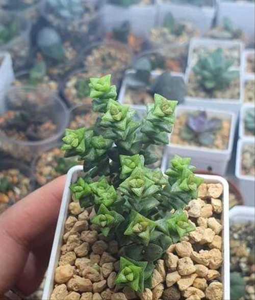 Суккулент Crassula Tom Thumb