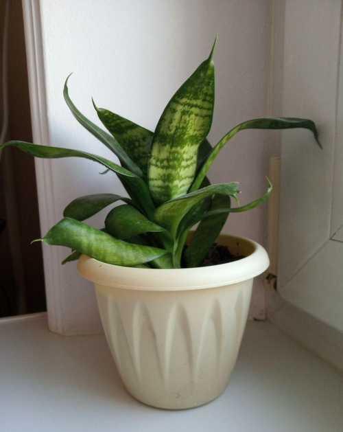 Сансевиерия Ханни (Sansevieria Hahnii)